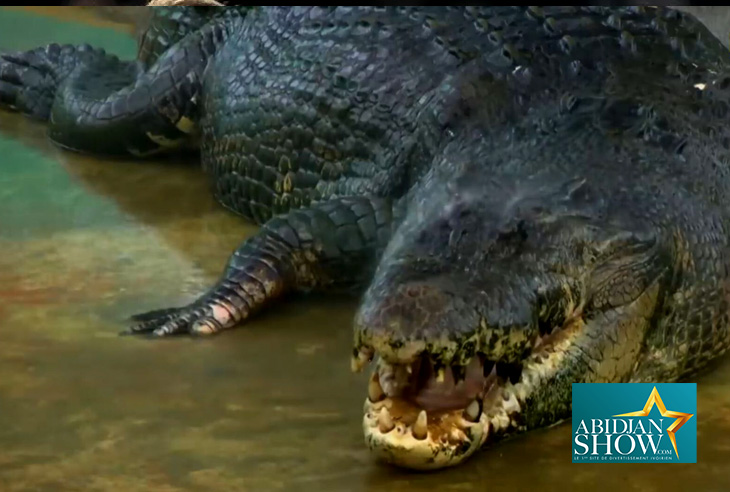 Insolite: Le crocodile le plus long du monde, Cassius, est mort à 120 ans